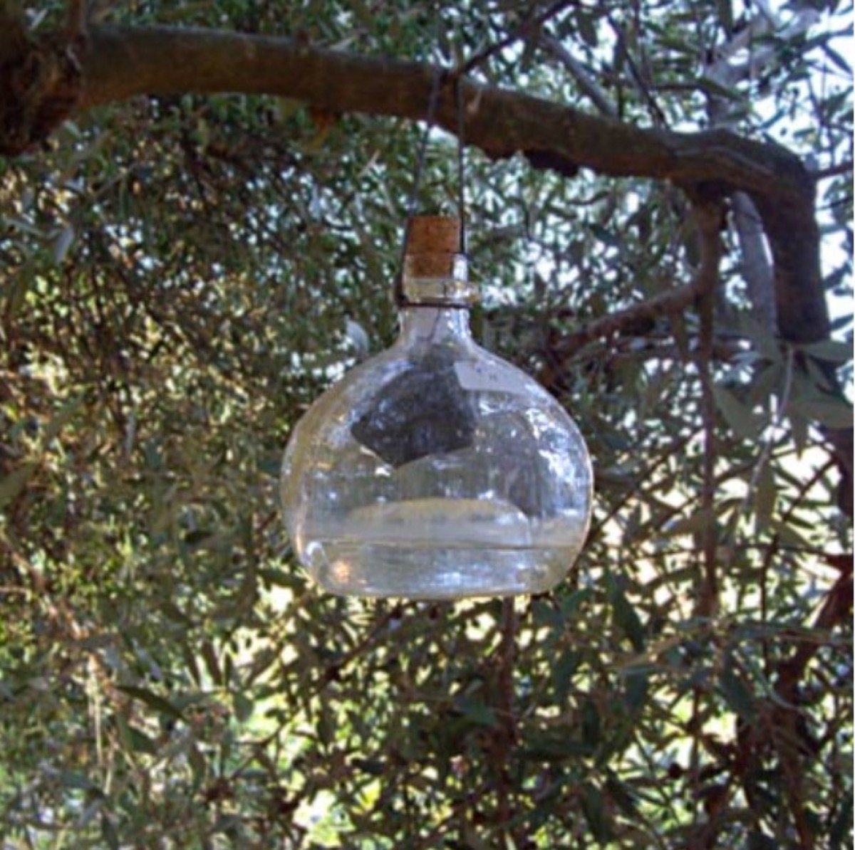 Our Greek Team - Acropolis Organics