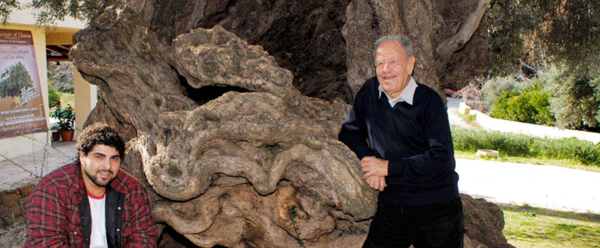 The Oldest Tree - Acropolis Organics